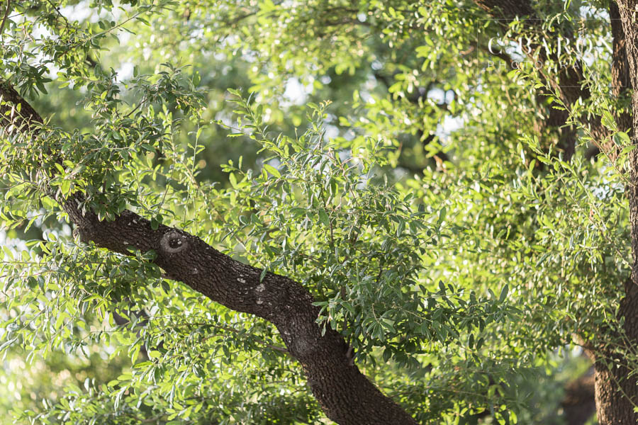 Houston Engagement Photographer | Buffalo Bayou | Emily + Harrison ...